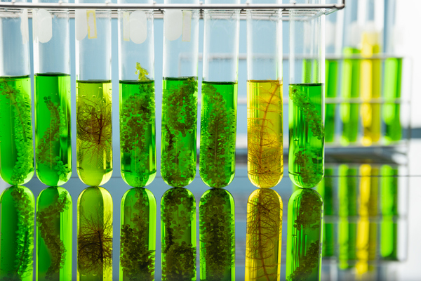 HutanBio receives funding to develop algae-based biofuels